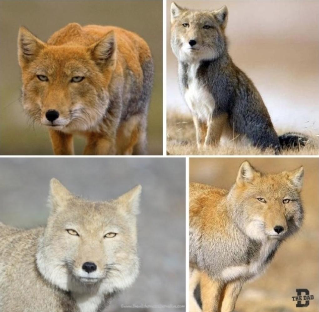 Tibetan Sand Fox