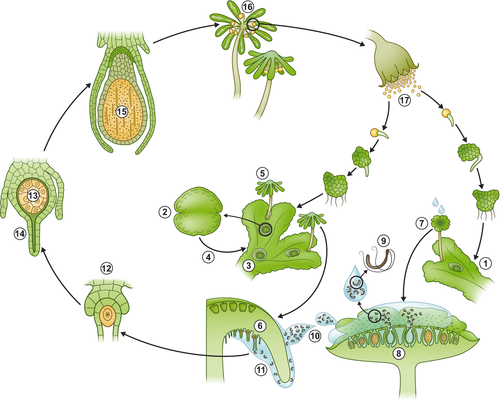 Liverwort Life Cycle