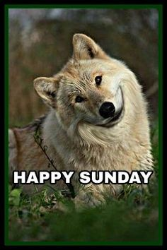 Happy Sunday Animals