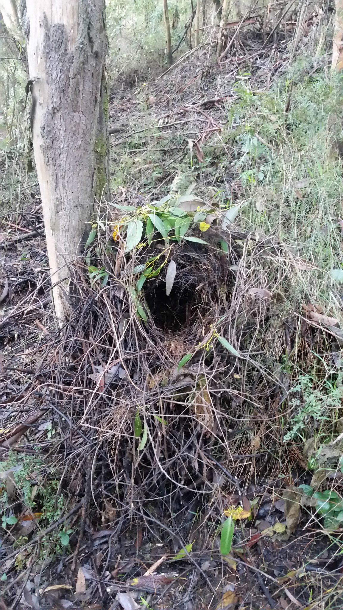 Lyre Bird Nest