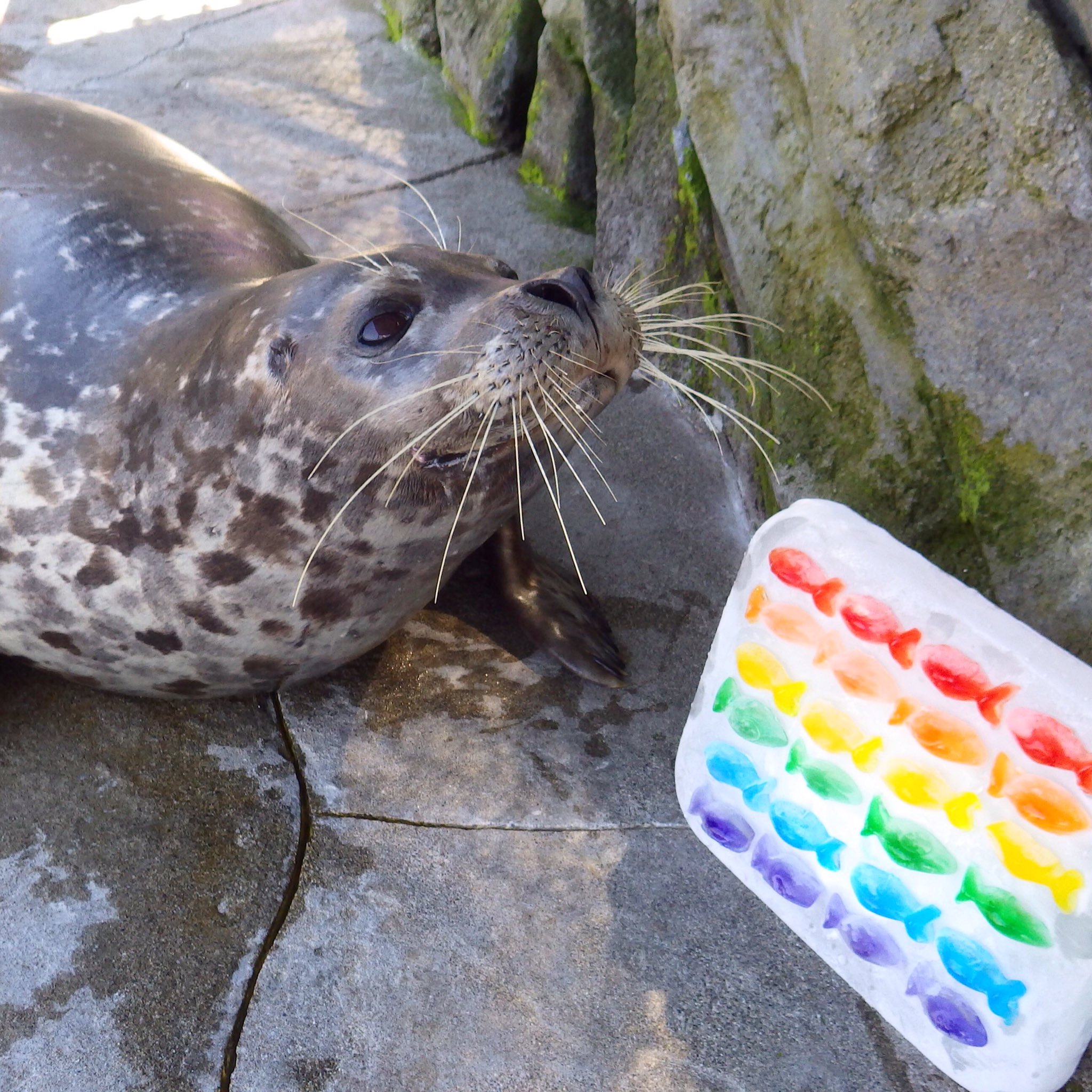 Harbor Seal Eating