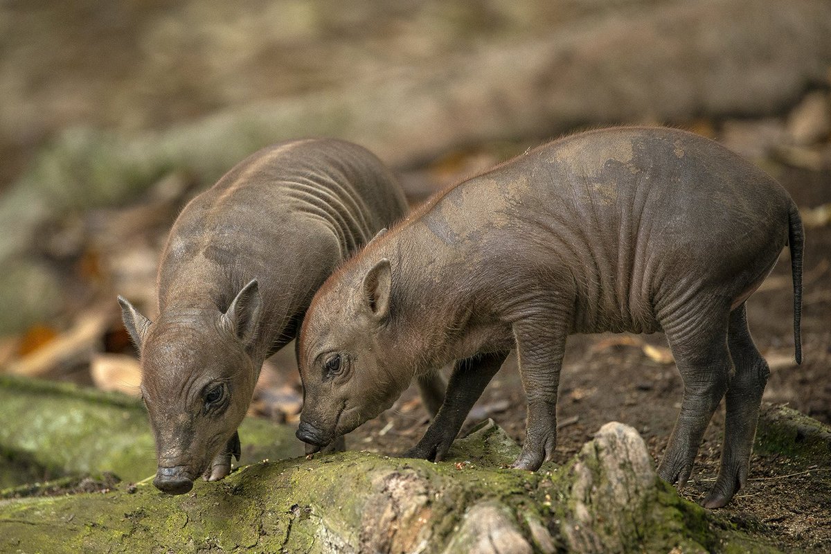 Baby Babirusa