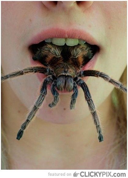 Most Disgusting Spider