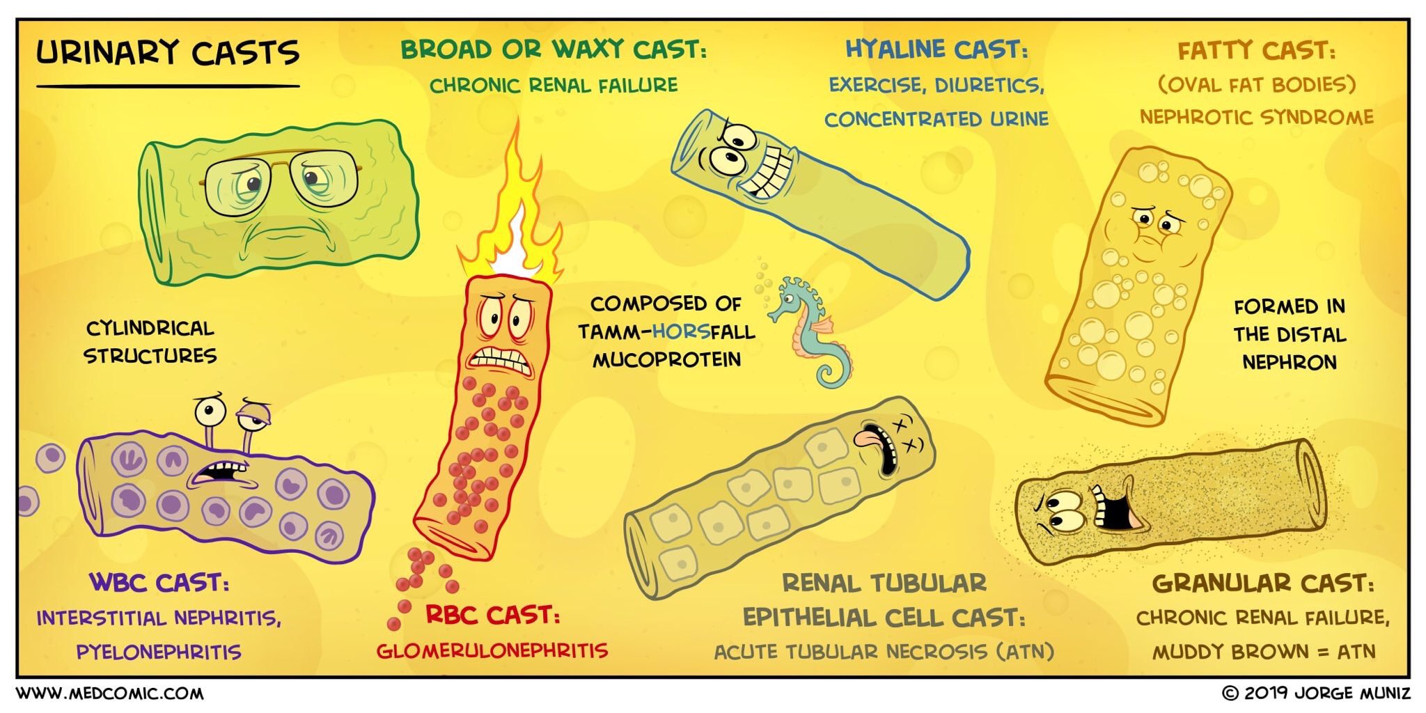 Wbc Casts In Urine