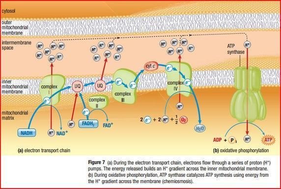 Fadh2 Electron Transport Chain