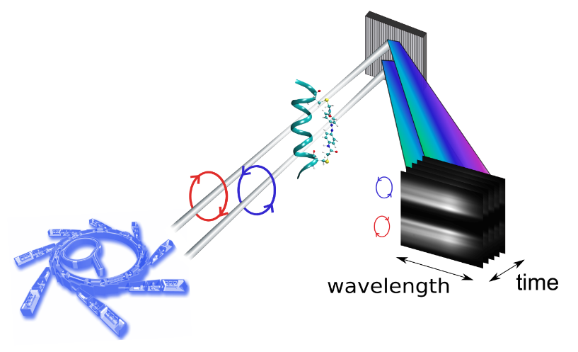 We participated to the development of a new time resolved SRCD method ...
