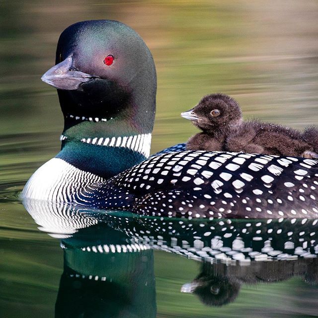 Baby Loon