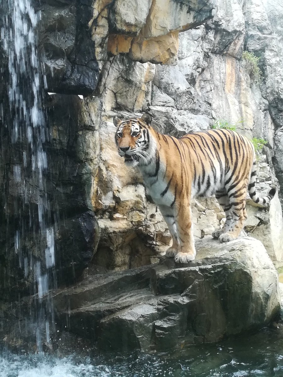 no humans dog outdoors animal animal focus general illustration images