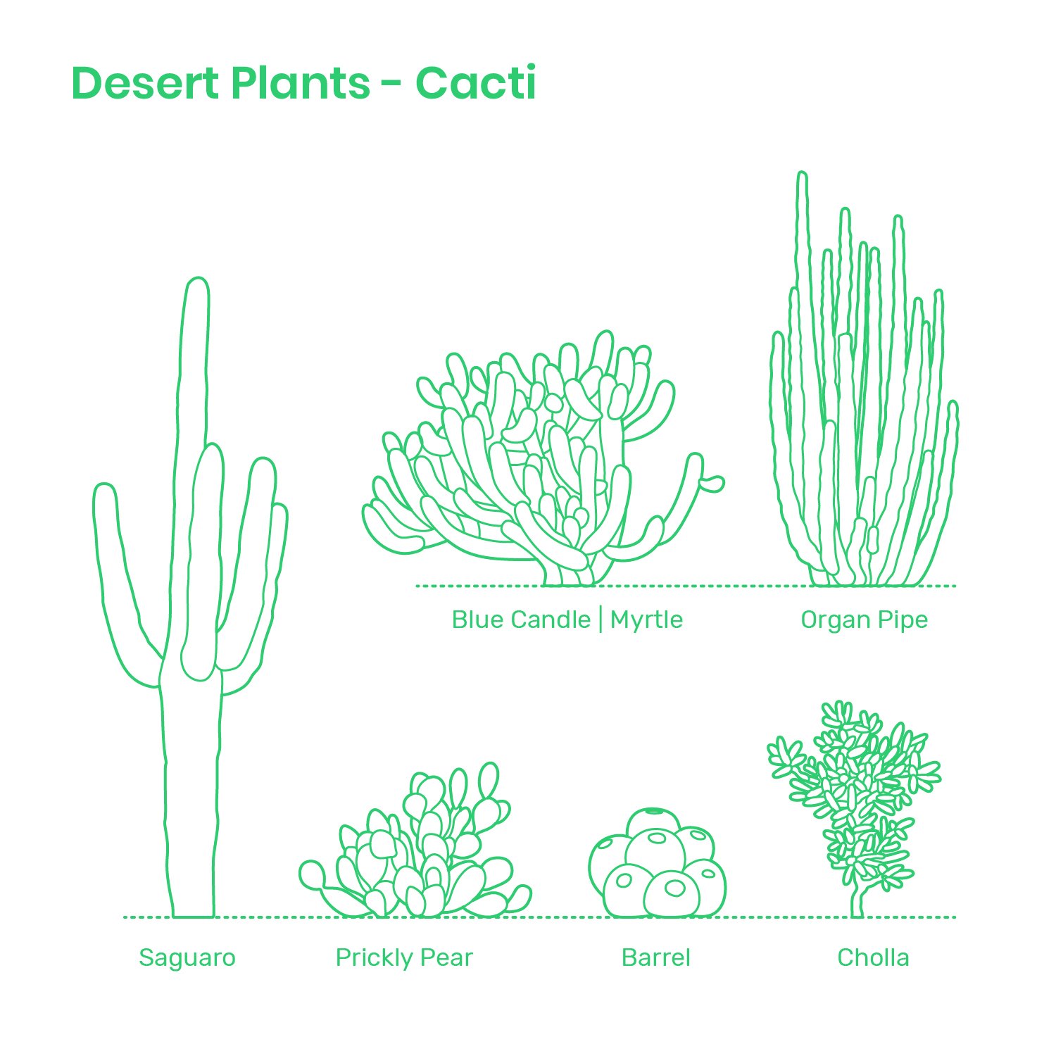 Desert Plants Pictures And Names