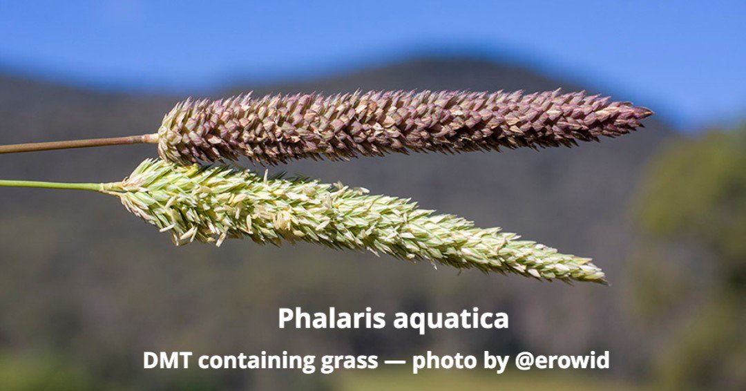 Phalaris Aquatica