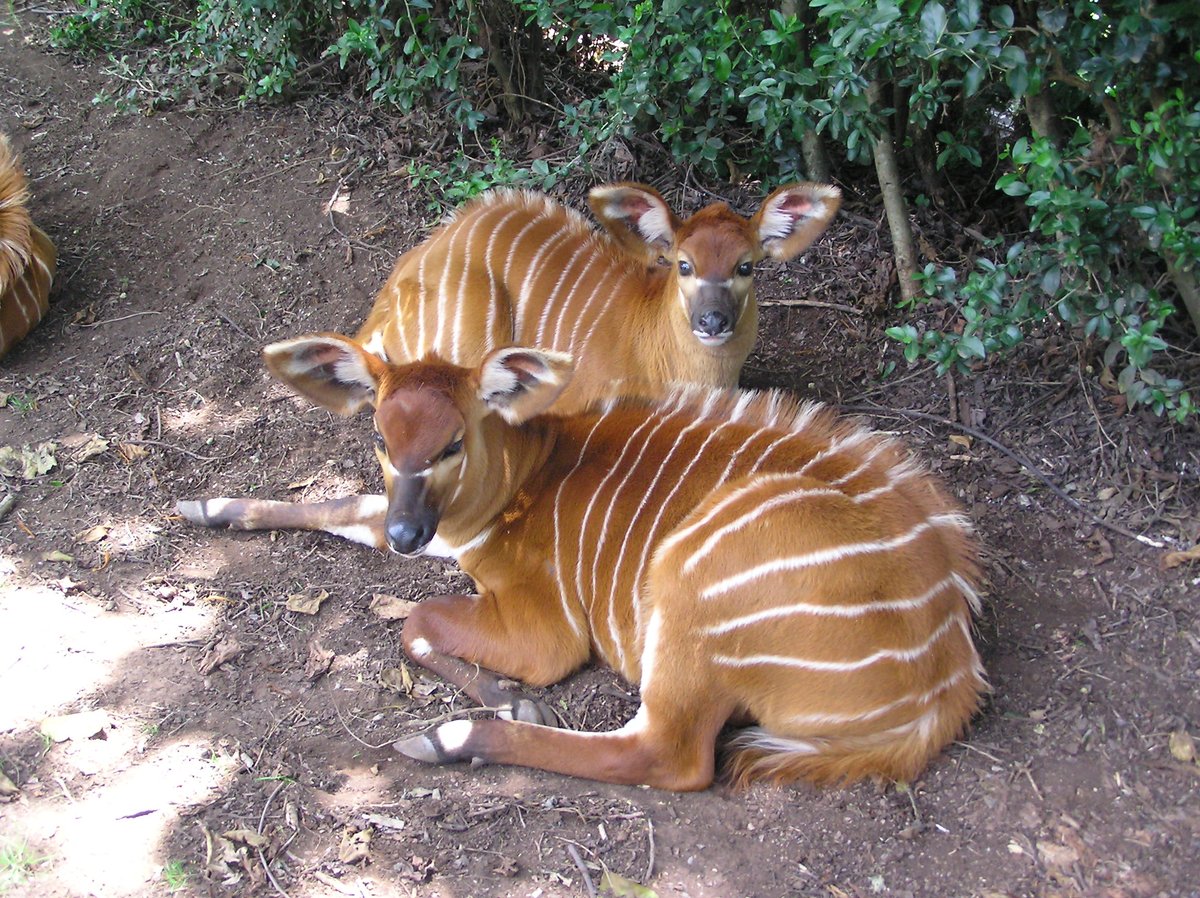 Montane Forest Animals