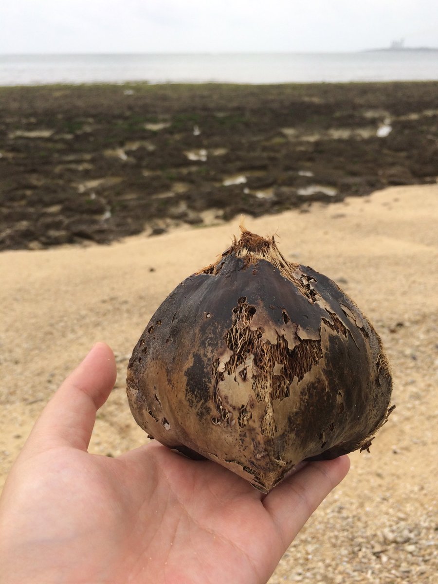 さいとう貝(@shellworks) - Twilog (ツイログ)