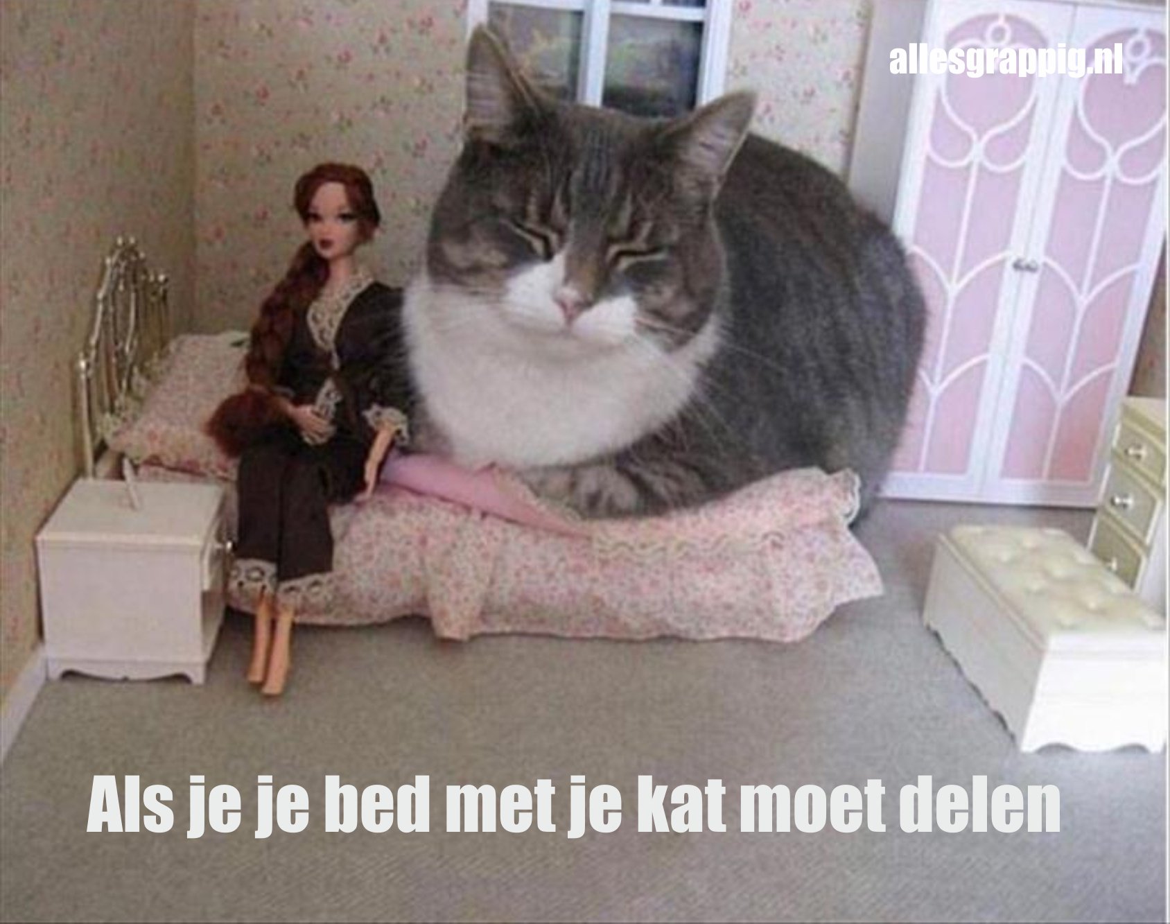 Dronken Kat Meme Grappig Dronken Kat Er Is Een Vakantie