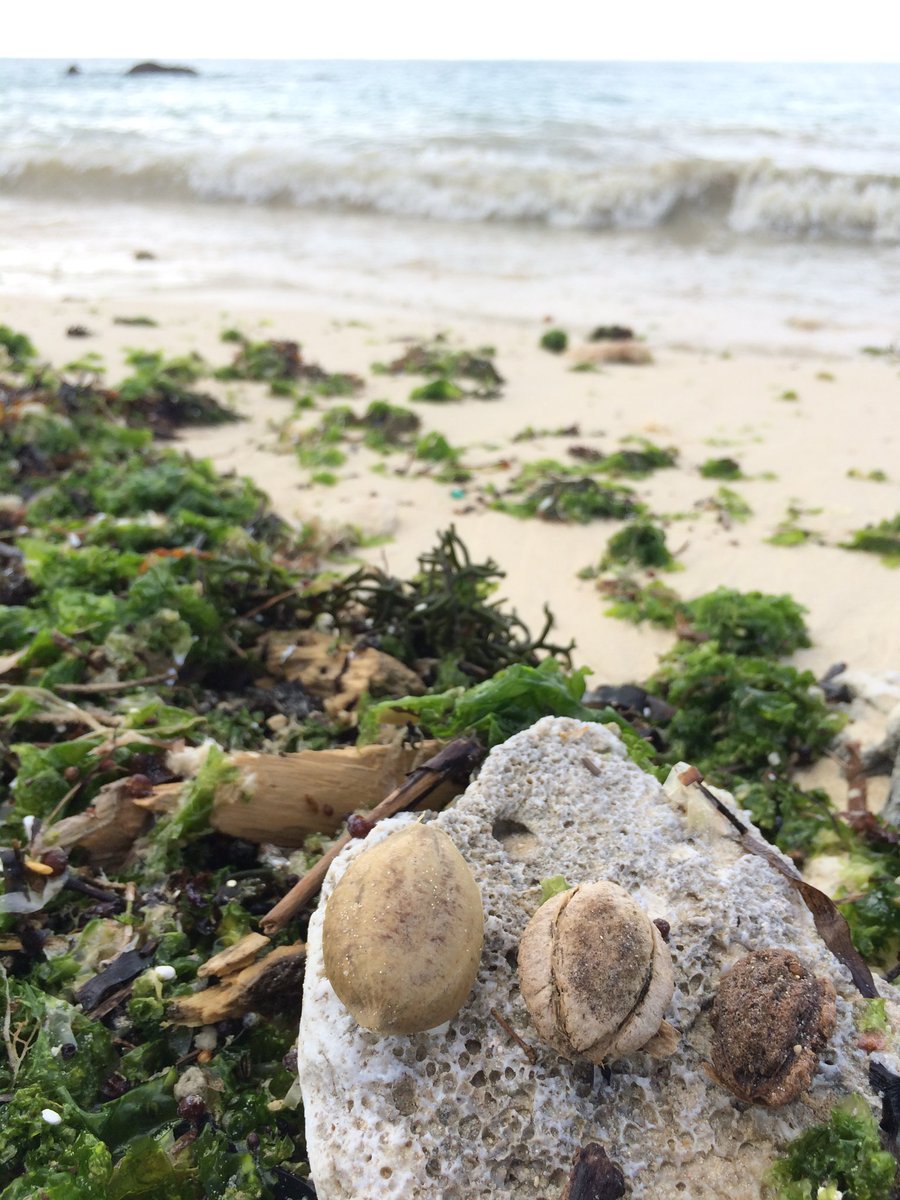 さいとう貝(@shellworks) - Twilog (ツイログ)