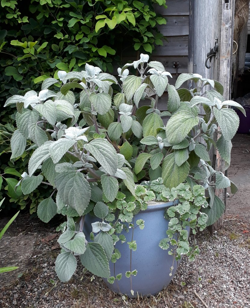 Plectranthus Argentatus