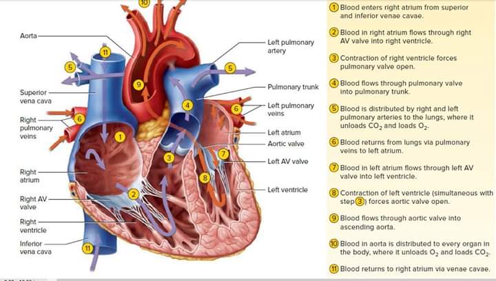 Pulmonary Circulation Pathway