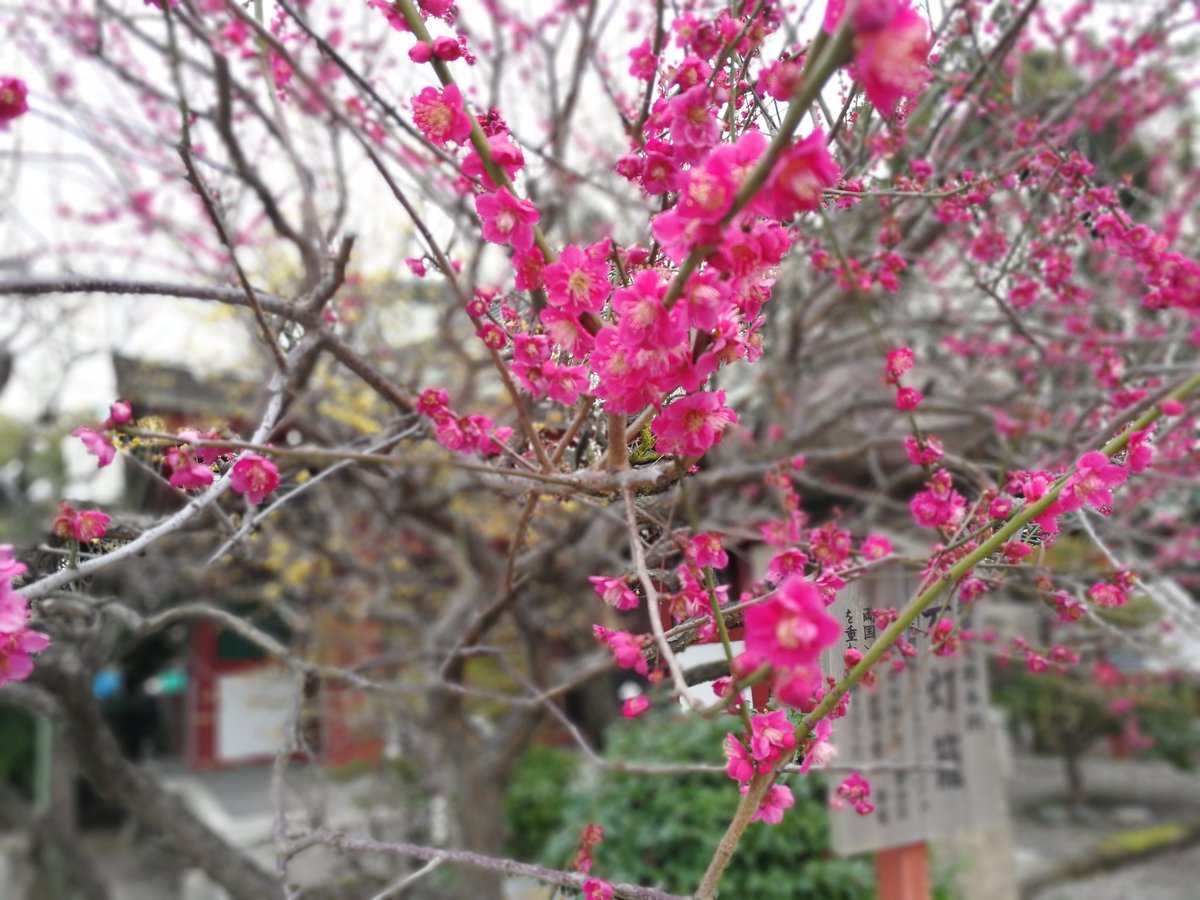 DevRel Meetup in English #5 Tweet Summary : D #DevReljp (2ページ目) - Togetter