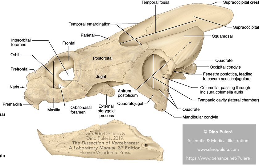 Turtle Head Anatomy