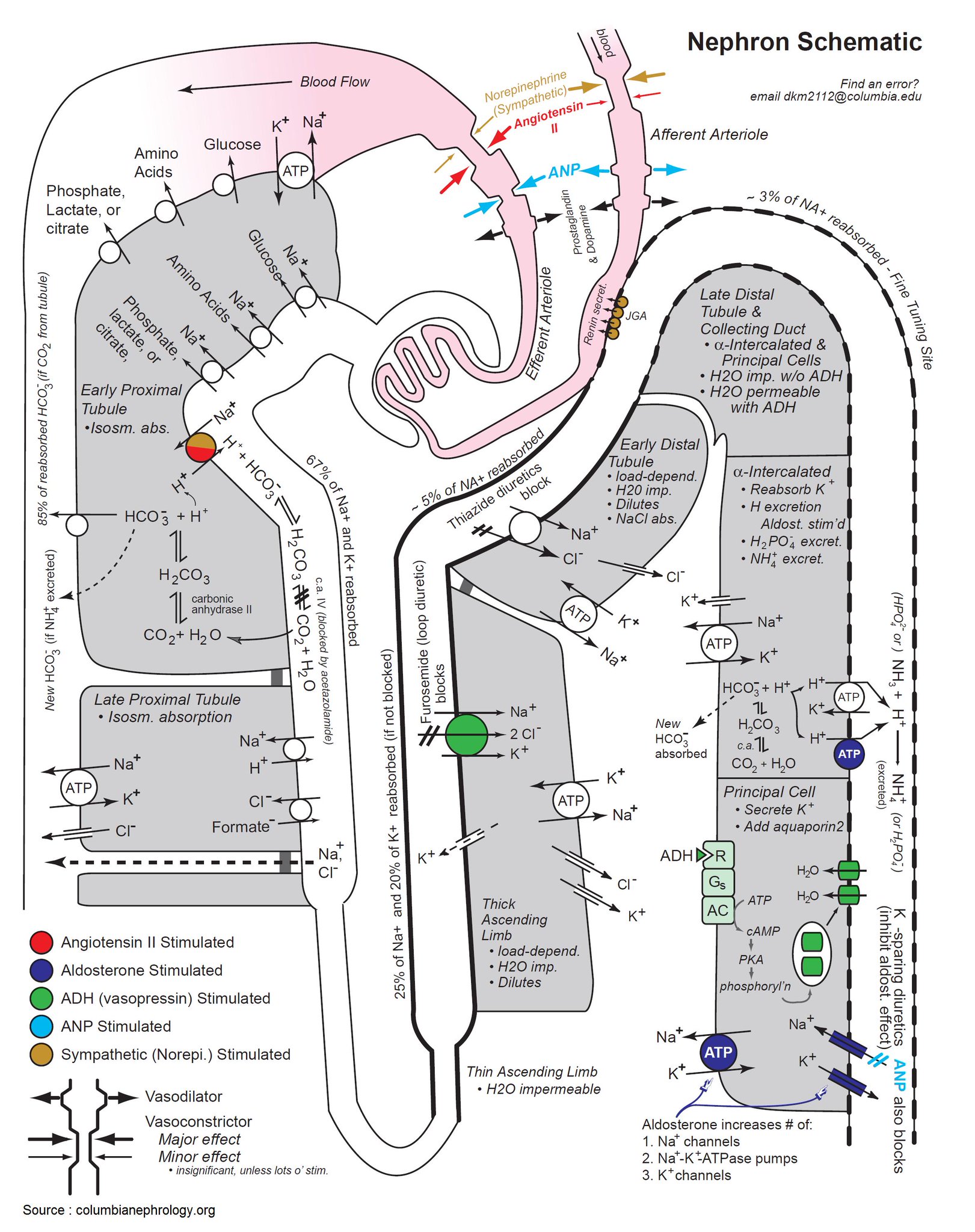 Nephrondiagrampltw