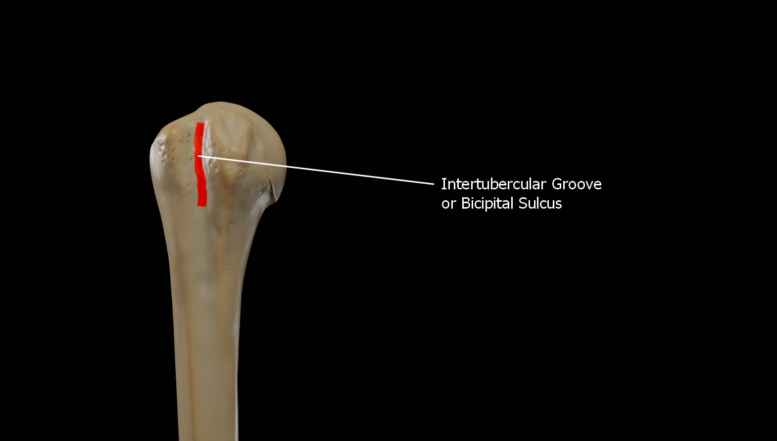 Occipital Groove