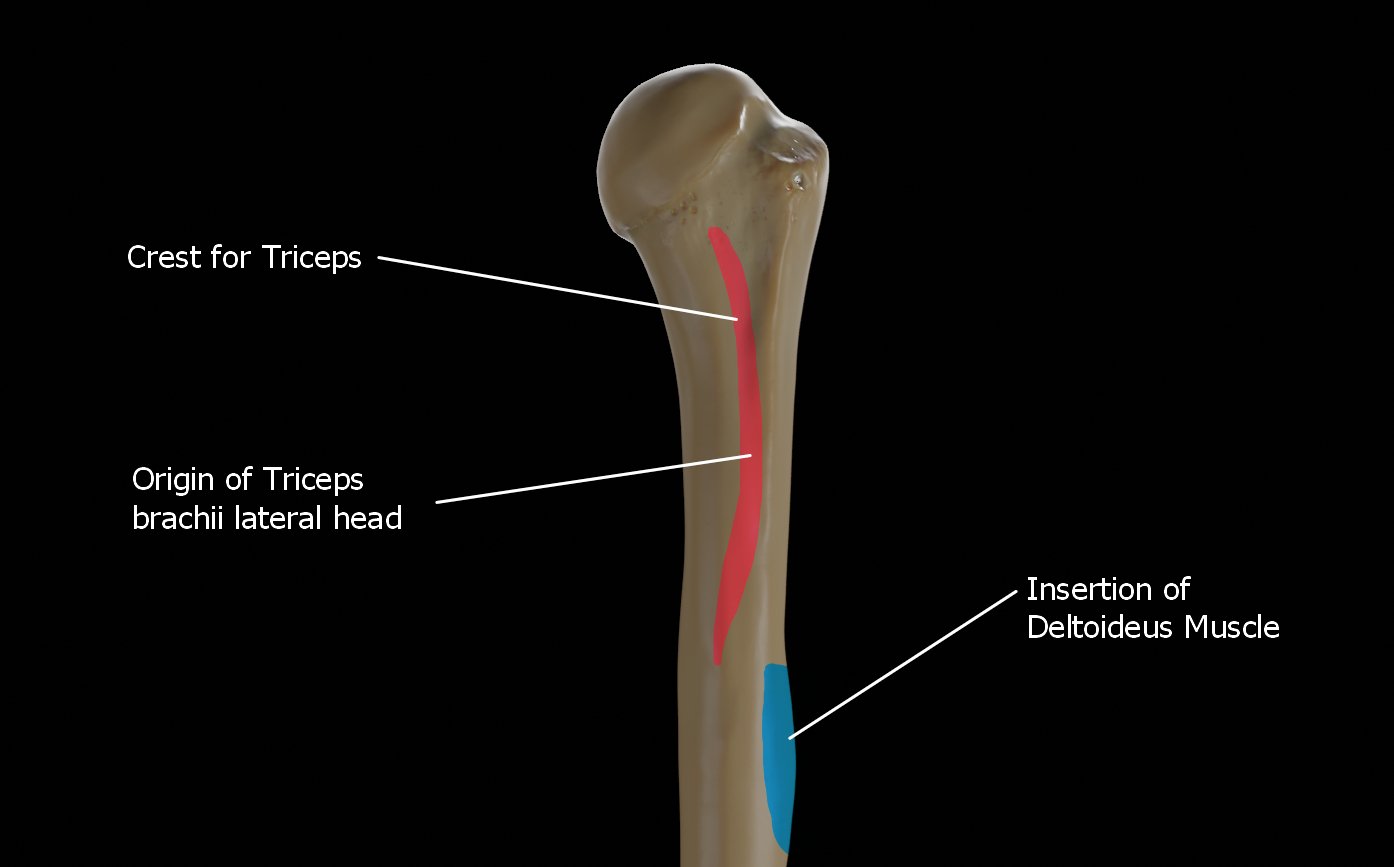Deltoid Tuberosity Of Humerus