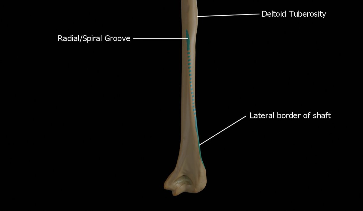 Humerus Deltoid Tuberosity