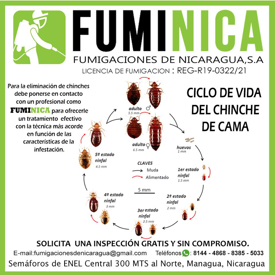 reforma modo Garantizar ciclo de vida de la chinche de cama inestable ...