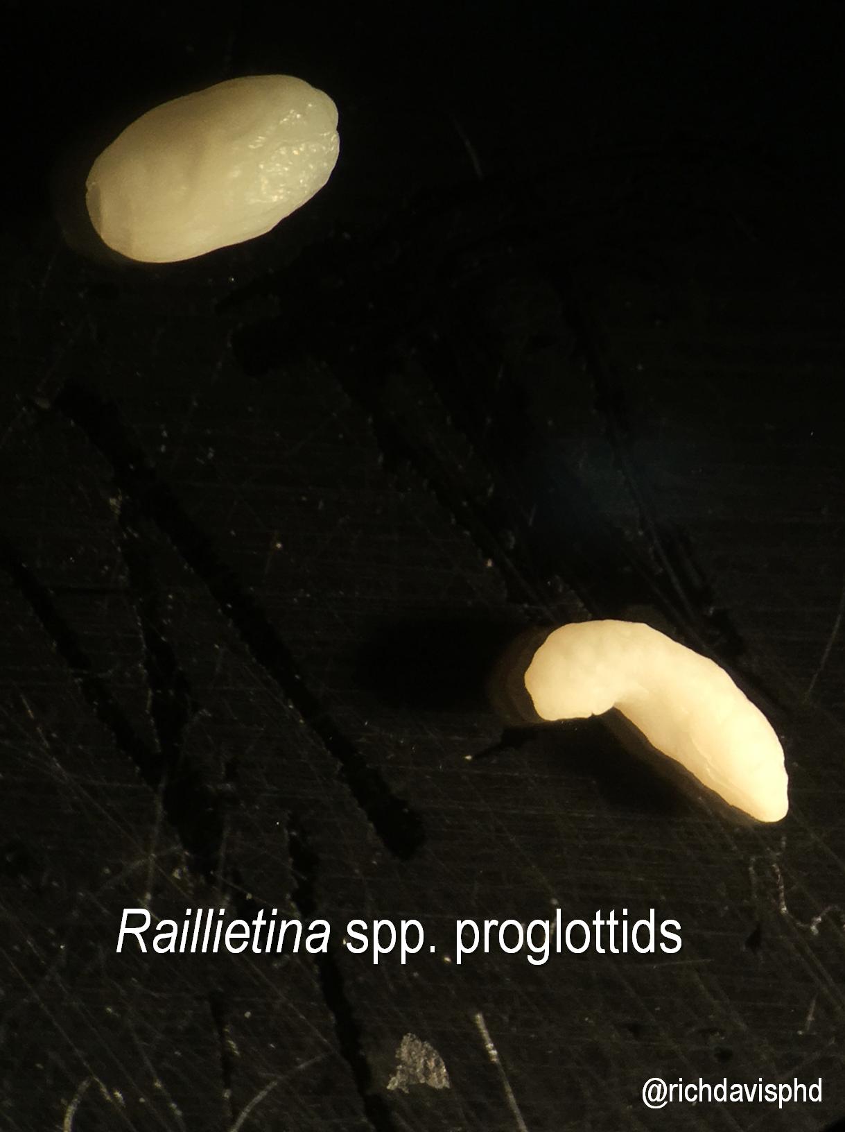 Dipylidium Proglottids