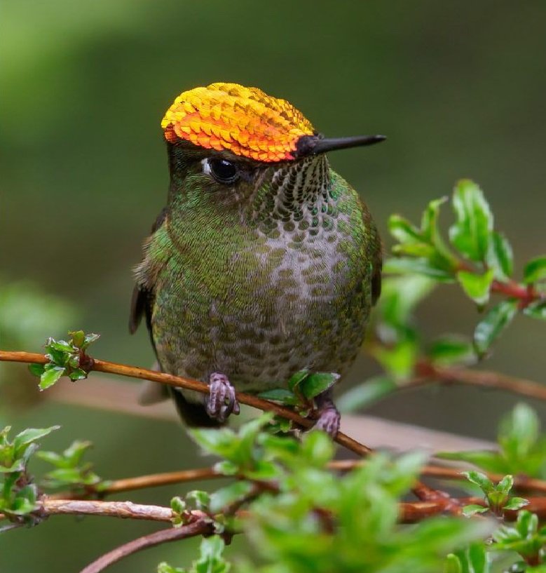 Fire Crown Hummingbird