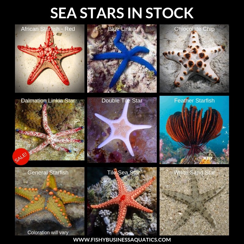 Kinds Of Starfish