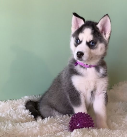JayzTwoCents on Twitter: "Meet Zuri, the newest member of our family! She comes home with us in ...