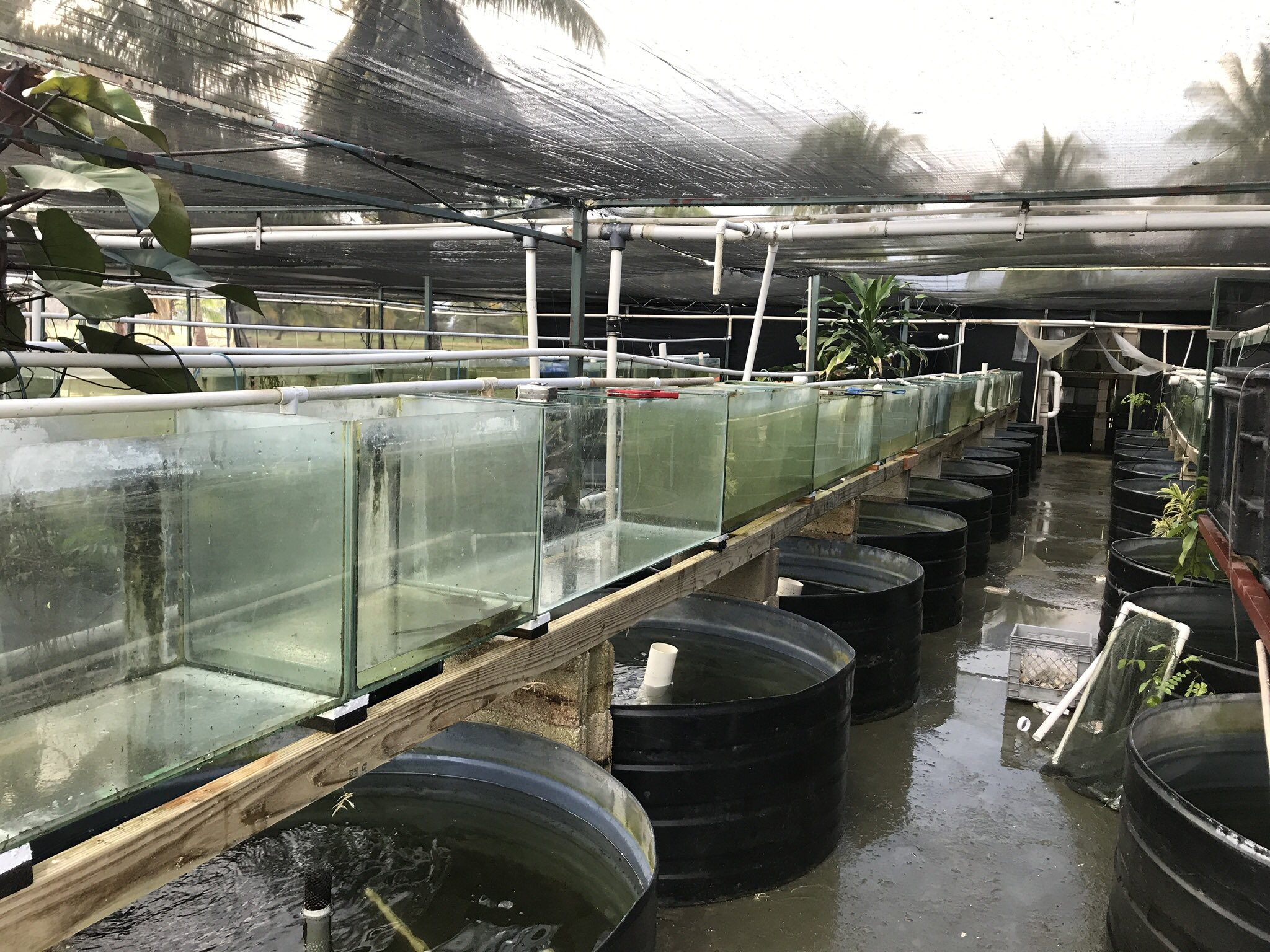 Tropical Fish Farm