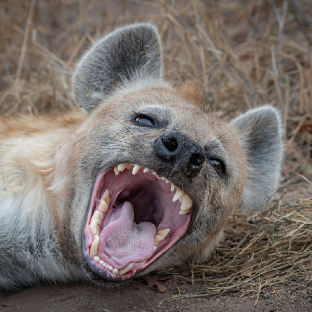 Hyena Laugh