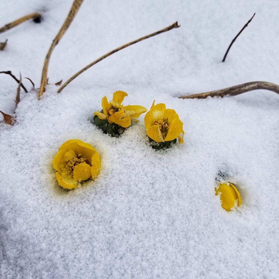 Arctic Poppy In Snow