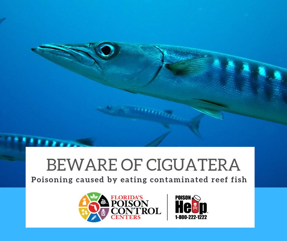 Barracuda Eating