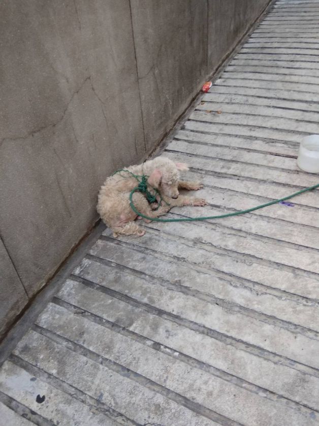 JS100 on Twitter: "เจ้าของทิ้งแล้ว หรือพลัดหลงมา 😭 พบสุนัขพลัดหลงที่หน้าศูนย์ฯ เซ็นทรัลพระราม 3 ...