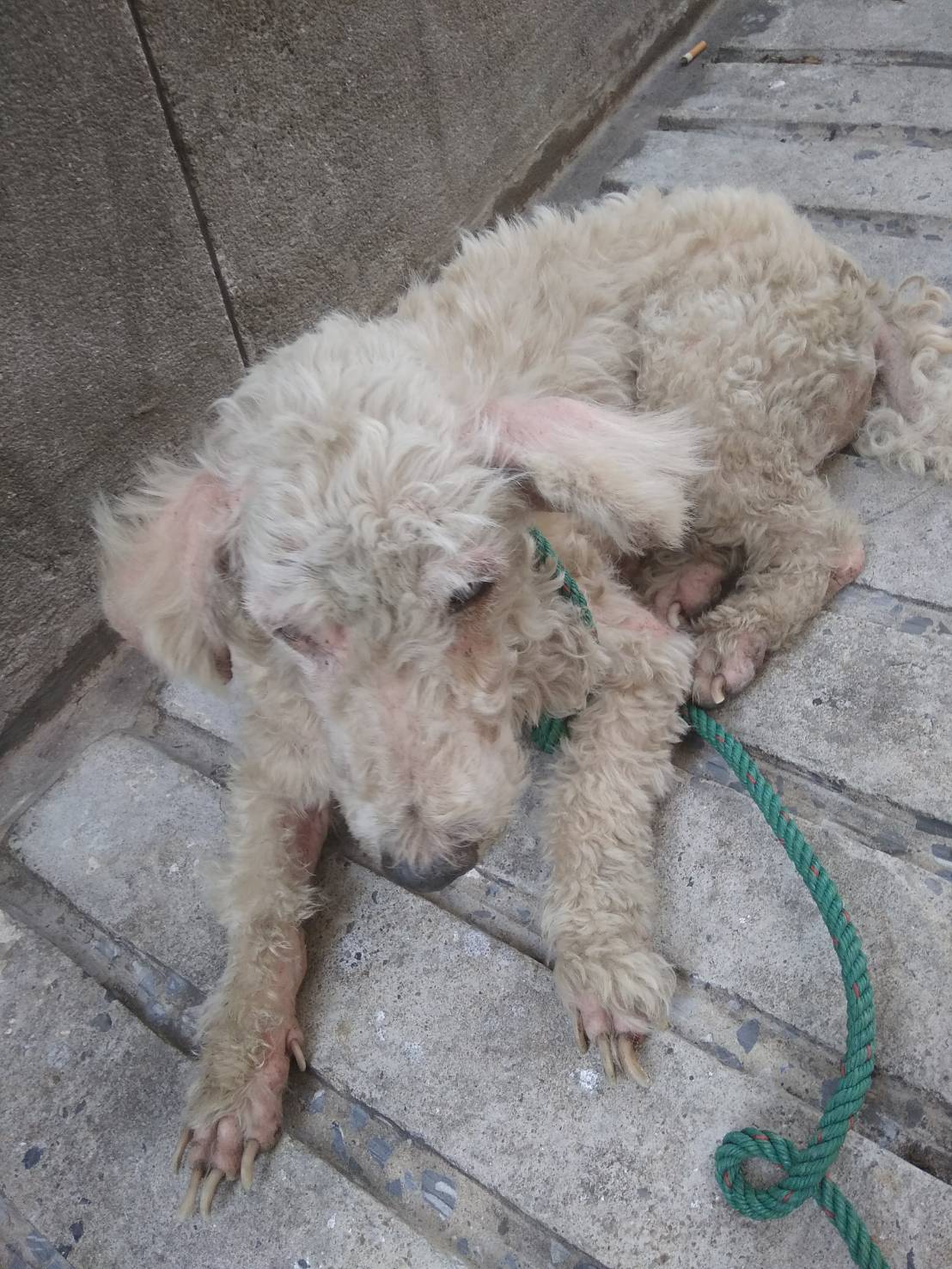 JS100 on Twitter: "เจ้าของทิ้งแล้ว หรือพลัดหลงมา 😭 พบสุนัขพลัดหลงที่หน้าศูนย์ฯ เซ็นทรัลพระราม 3 ...