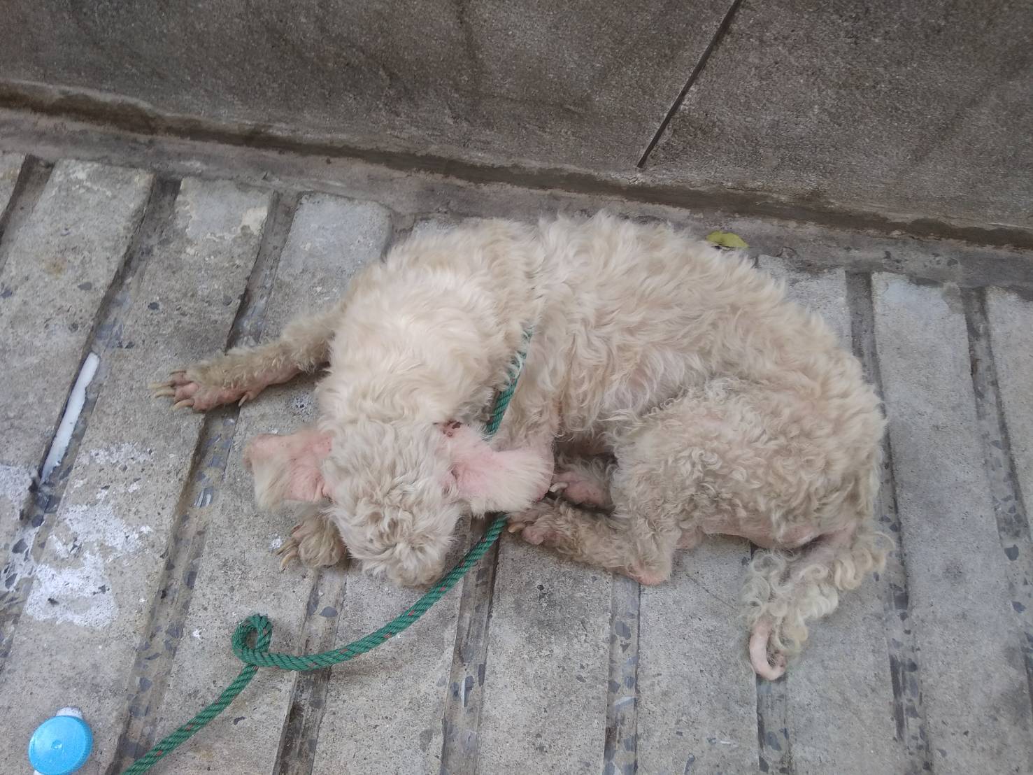 JS100 on Twitter: "เจ้าของทิ้งแล้ว หรือพลัดหลงมา 😭 พบสุนัขพลัดหลงที่หน้าศูนย์ฯ เซ็นทรัลพระราม 3 ...