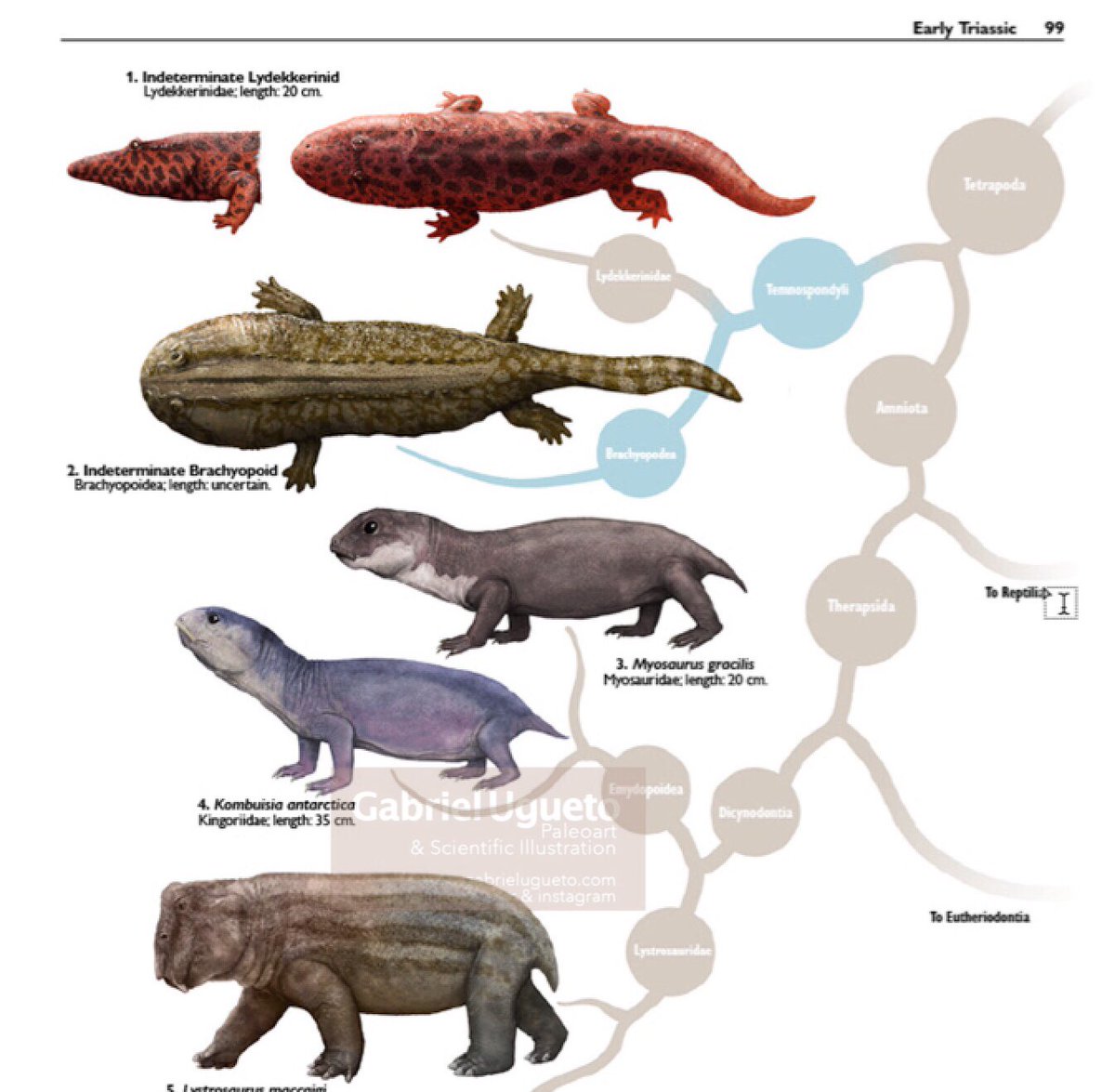 Early Triassic Period Animals