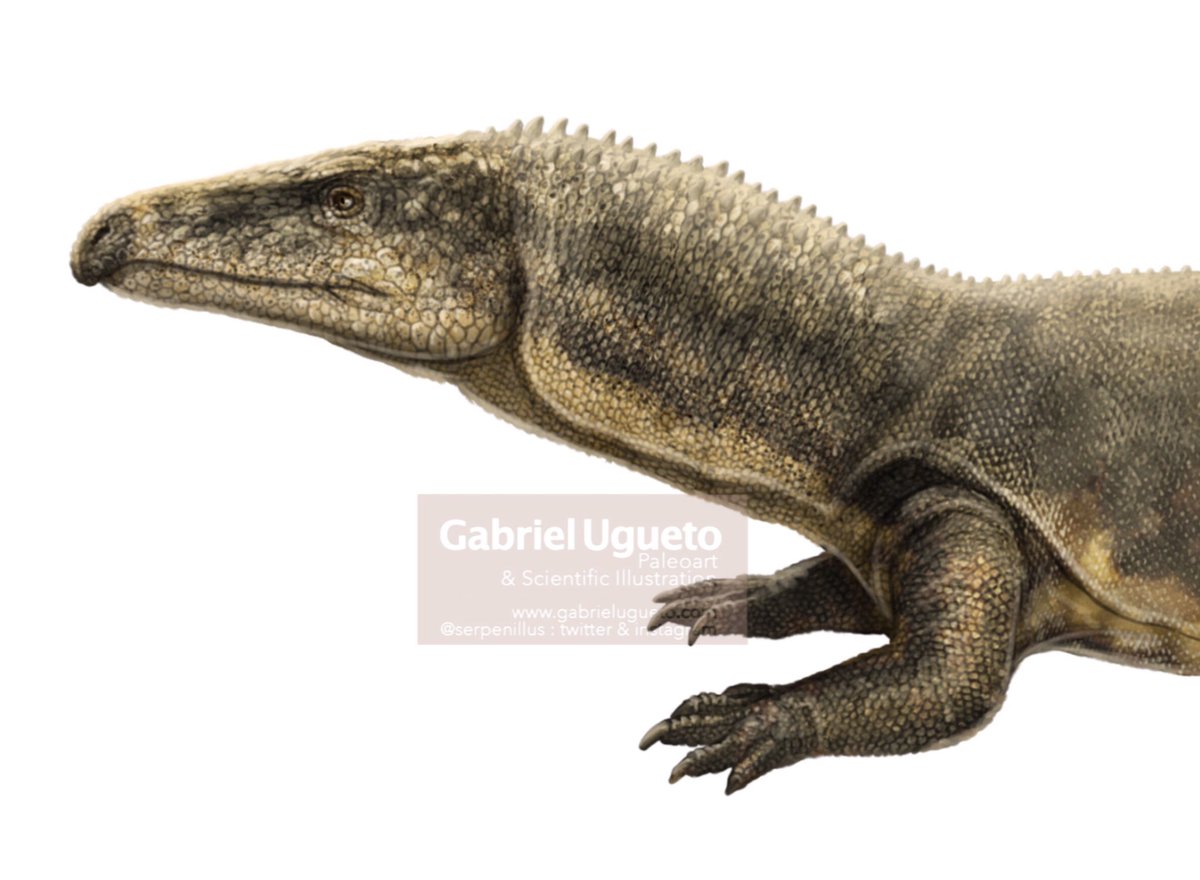 Proterosuchus