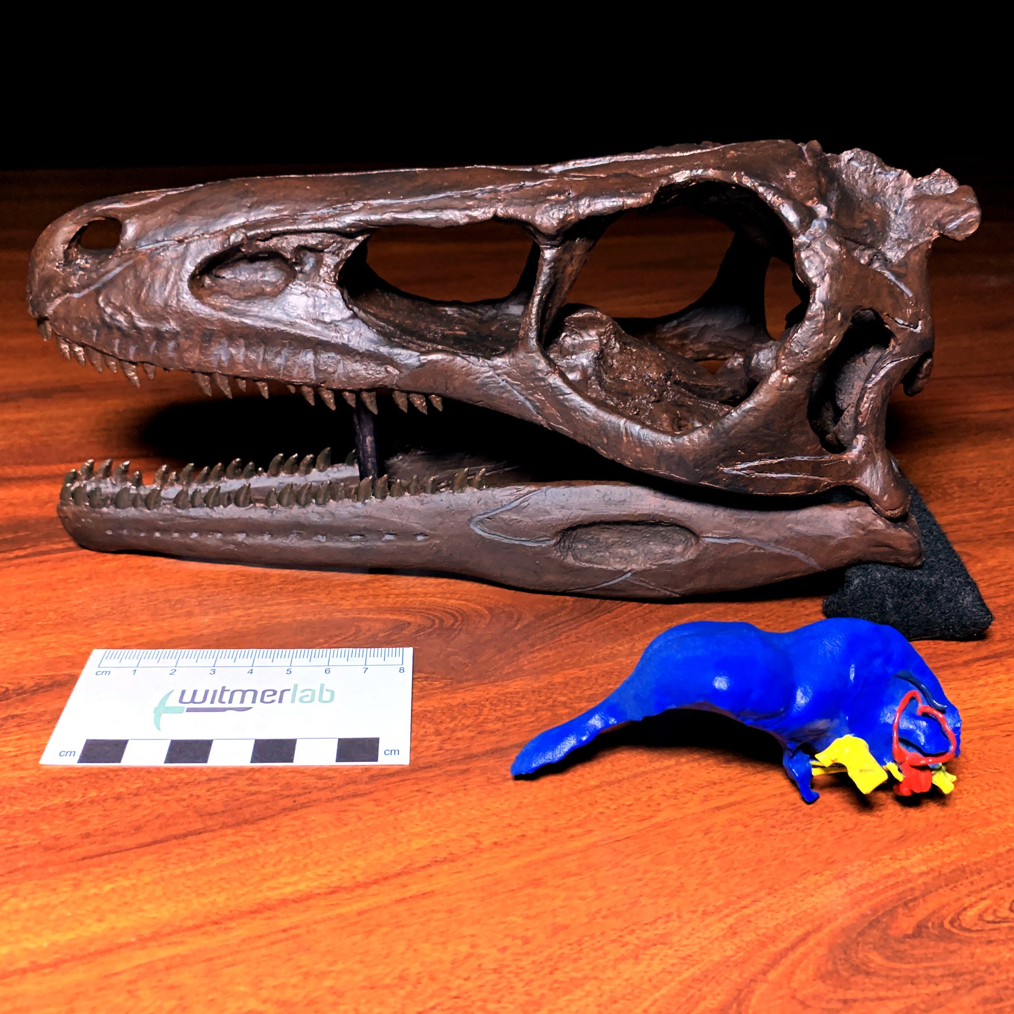 Troodon Skull