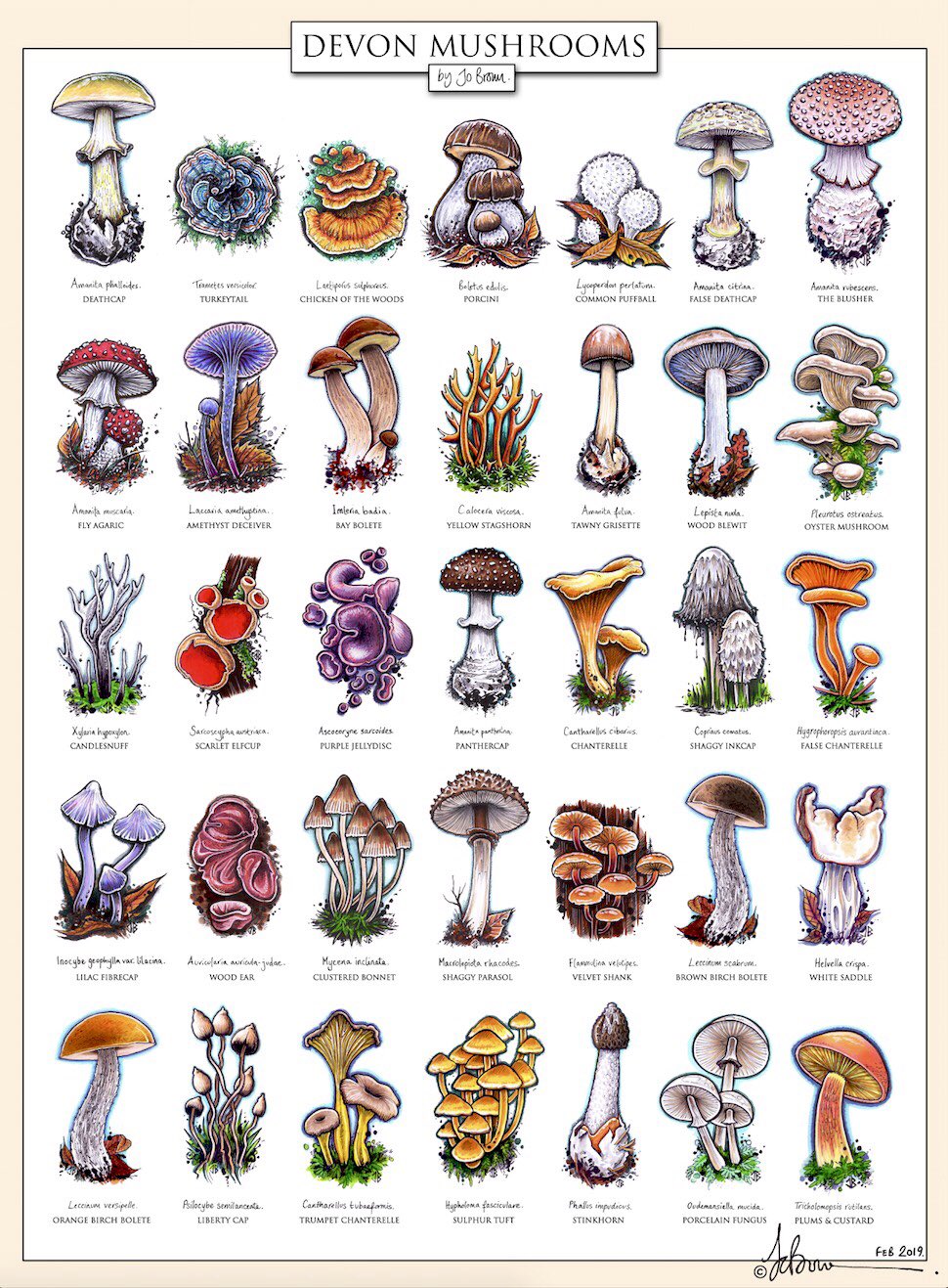 Fungus Identification Guide The Best Mushroom Identification Books Of