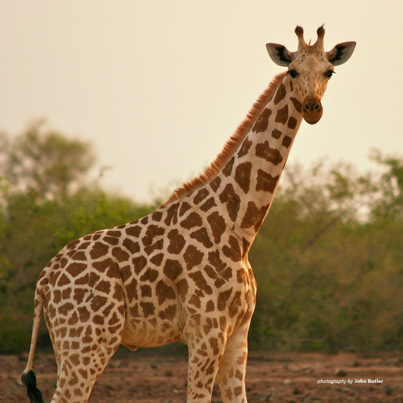 West African Giraffe