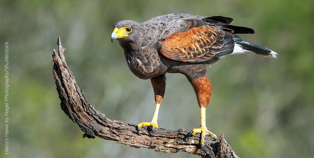Harris Hawk Stack