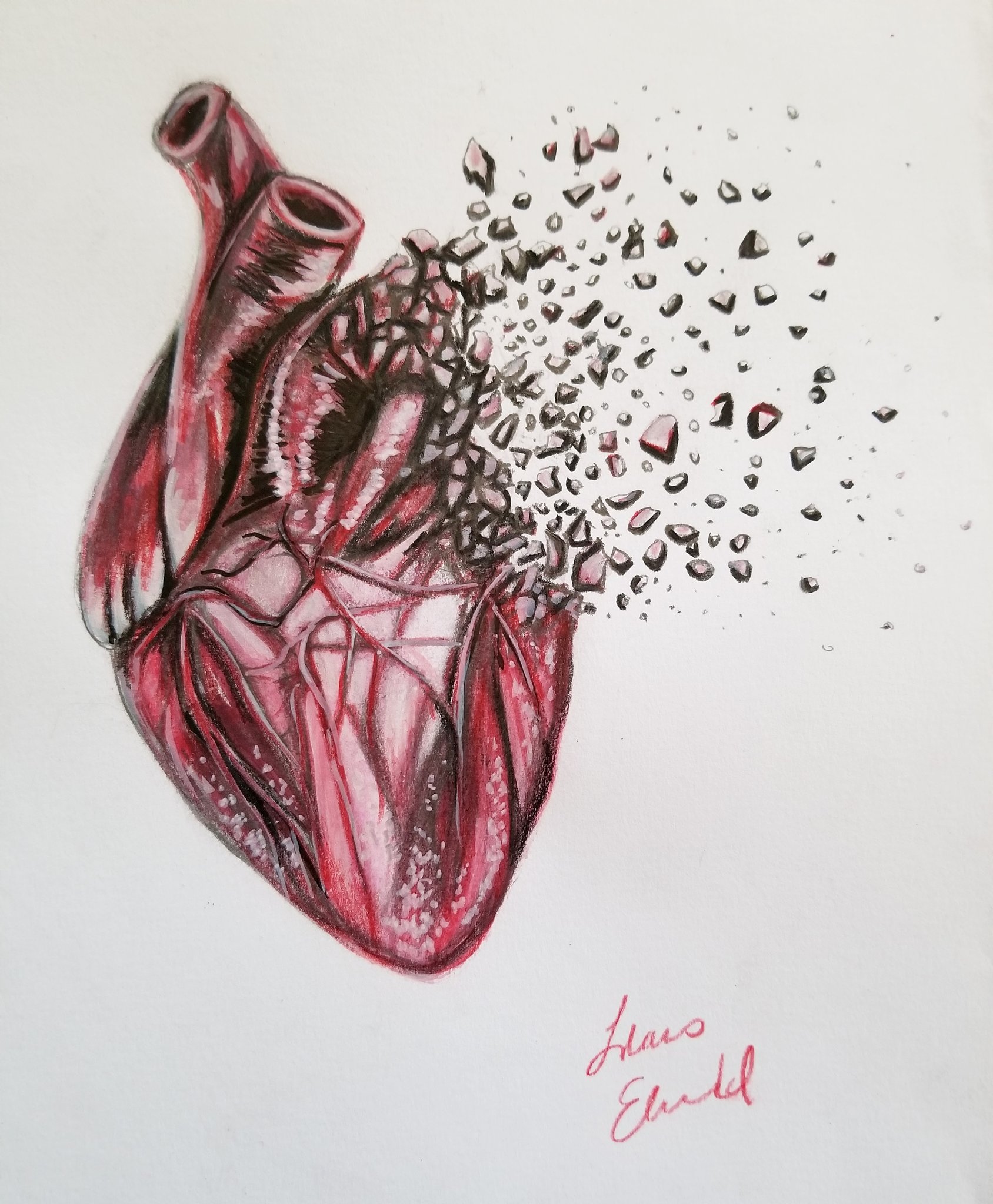 Real Bleeding Heart Drawing