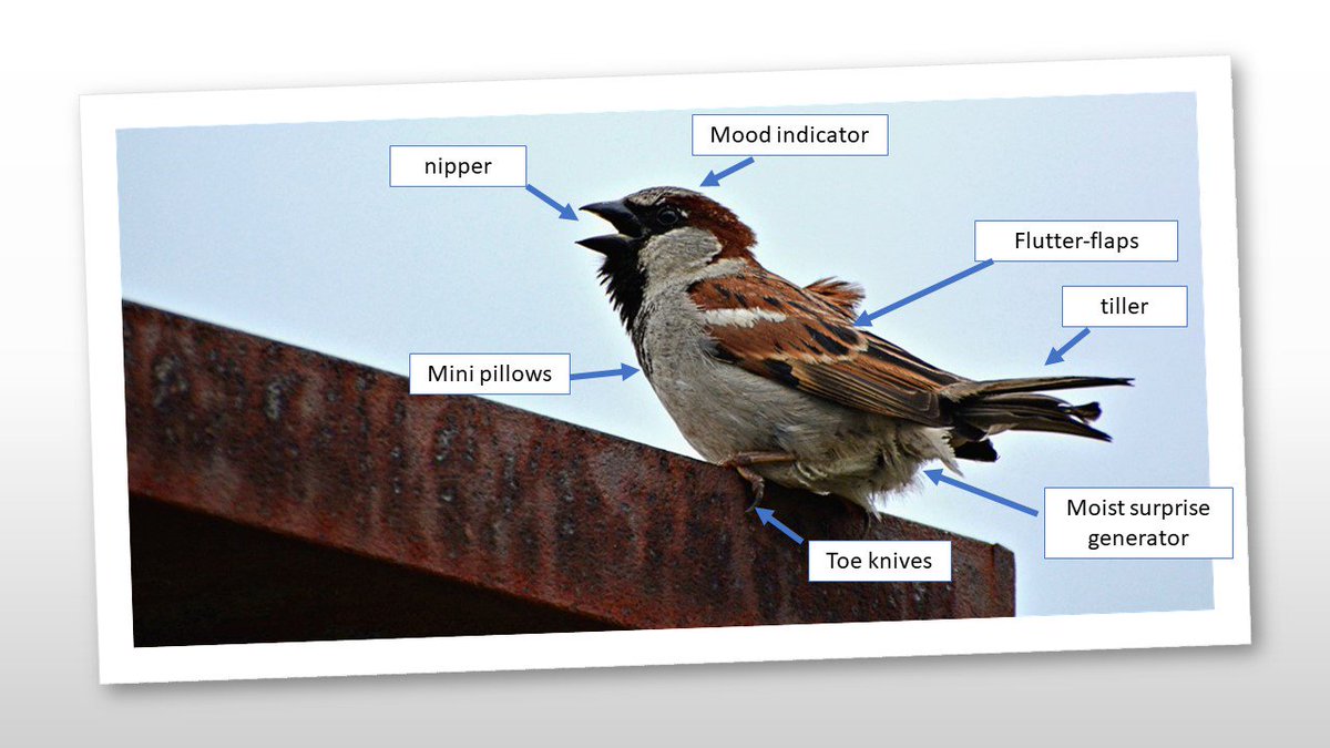Sparrow Anatomy