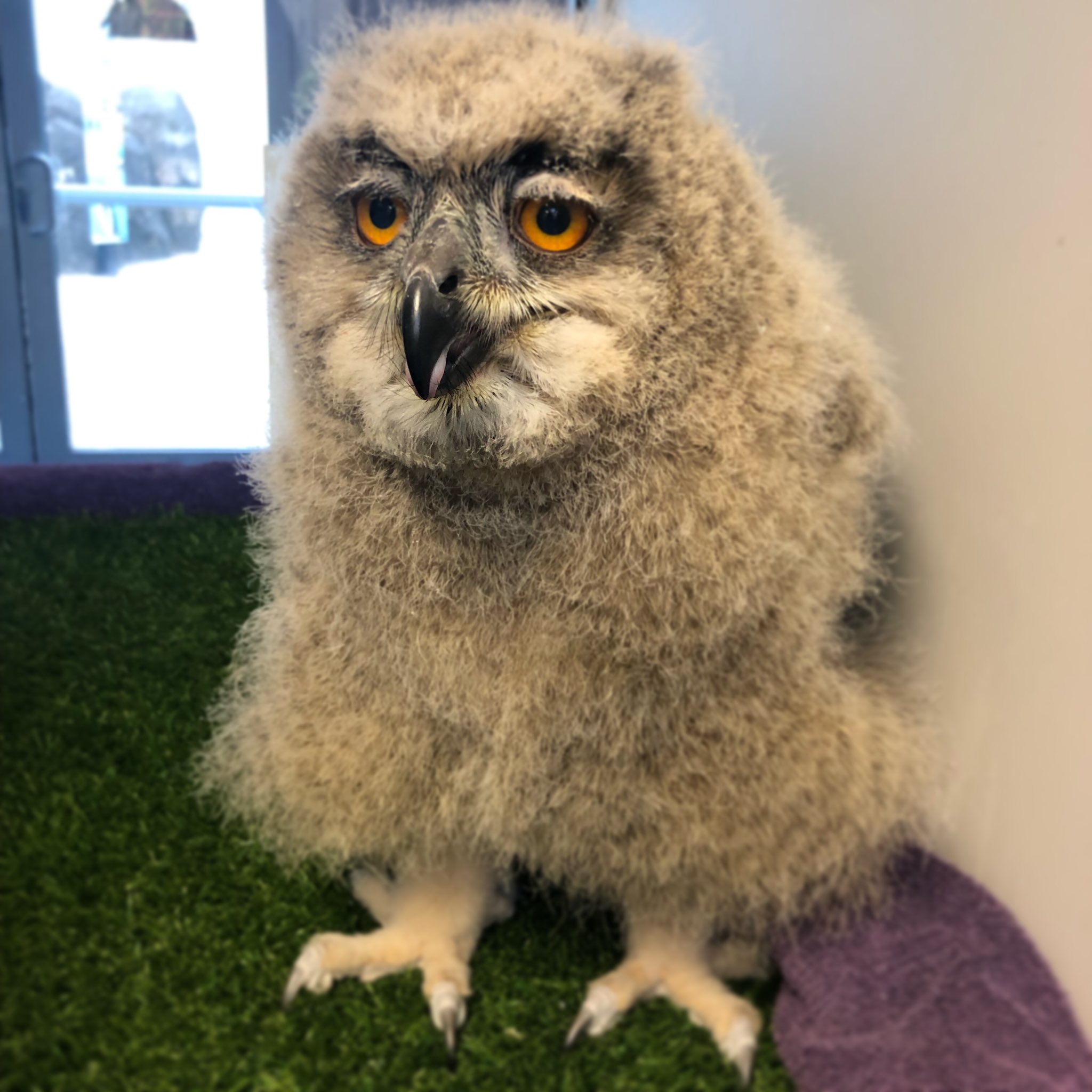 Eurasian Eagle Owl Size