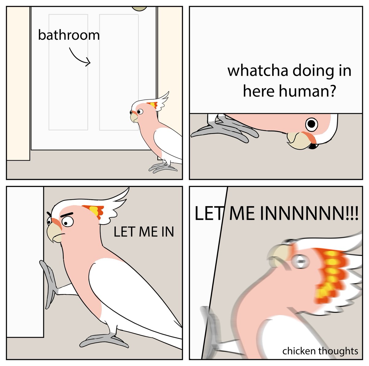 「Featuring Rhaegal the caique! #birb 」Chicken Thoughtsの漫画