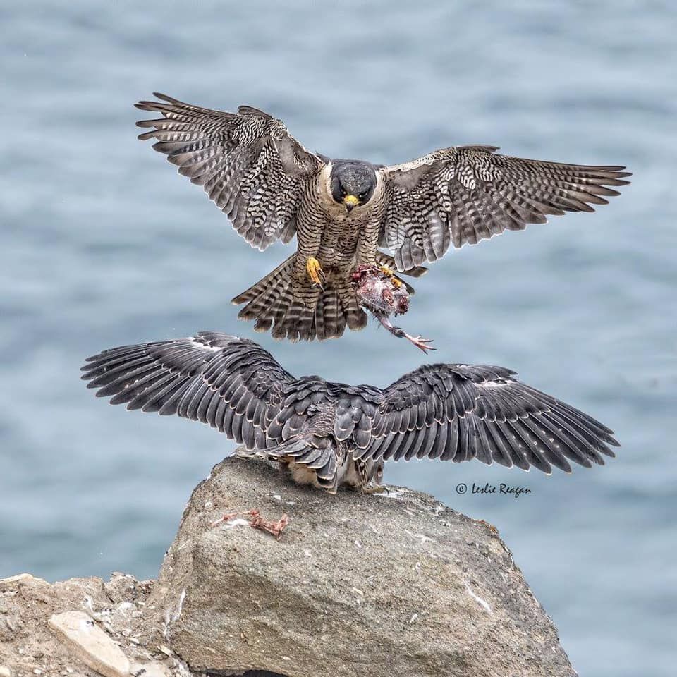 Peregrine Falcon Hunting Fish