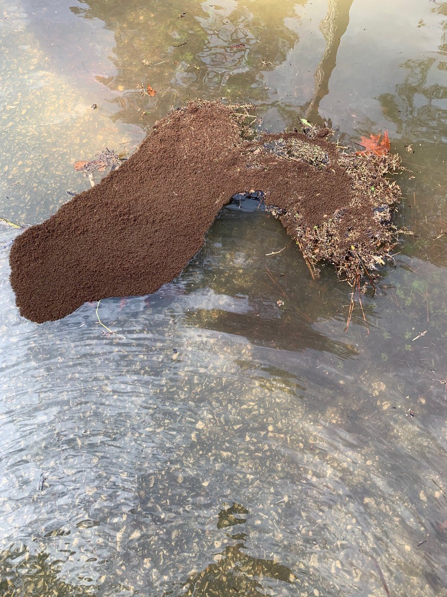 FLOATING ANTS! Check out the colony of ants floating on the flood ...